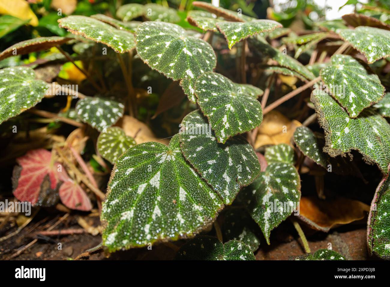 Zurich, Switzerland, January 5, 2024 Begonia Pustulata plant at the ...