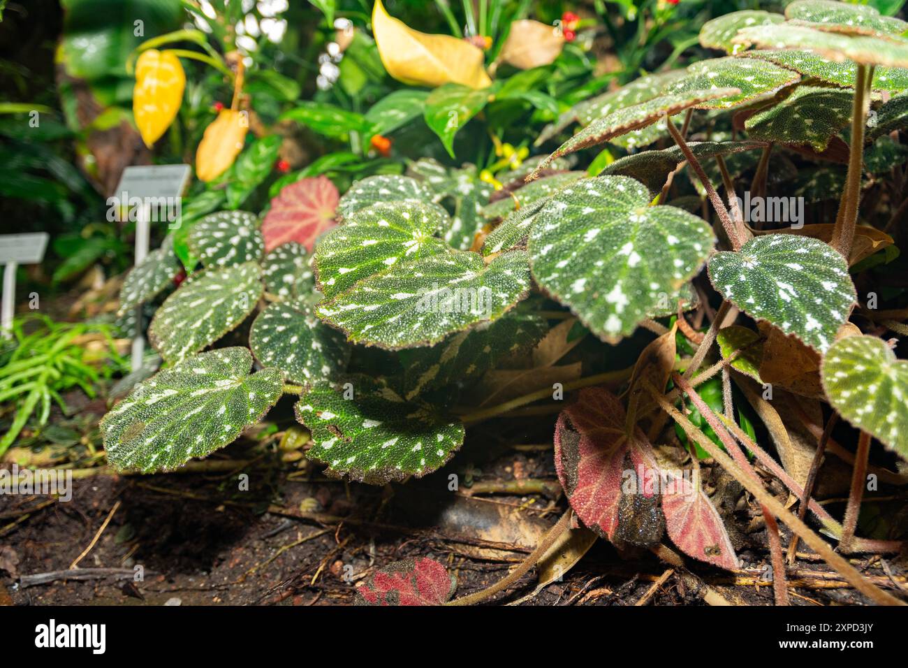 Zurich, Switzerland, January 5, 2024 Begonia Pustulata plant at the ...