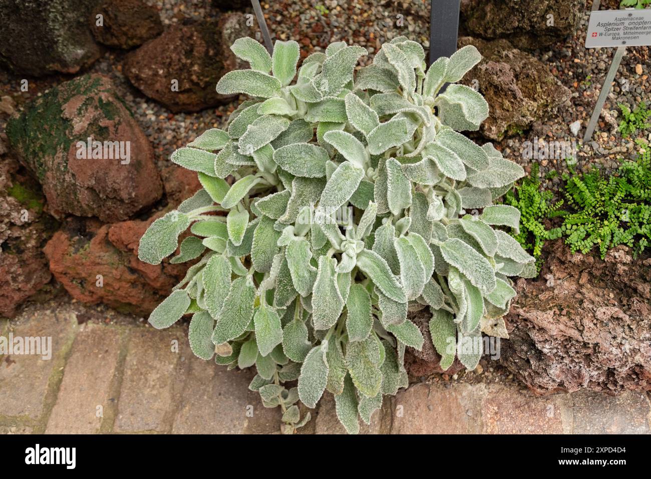 Stachys genus hi-res stock photography and images - Alamy