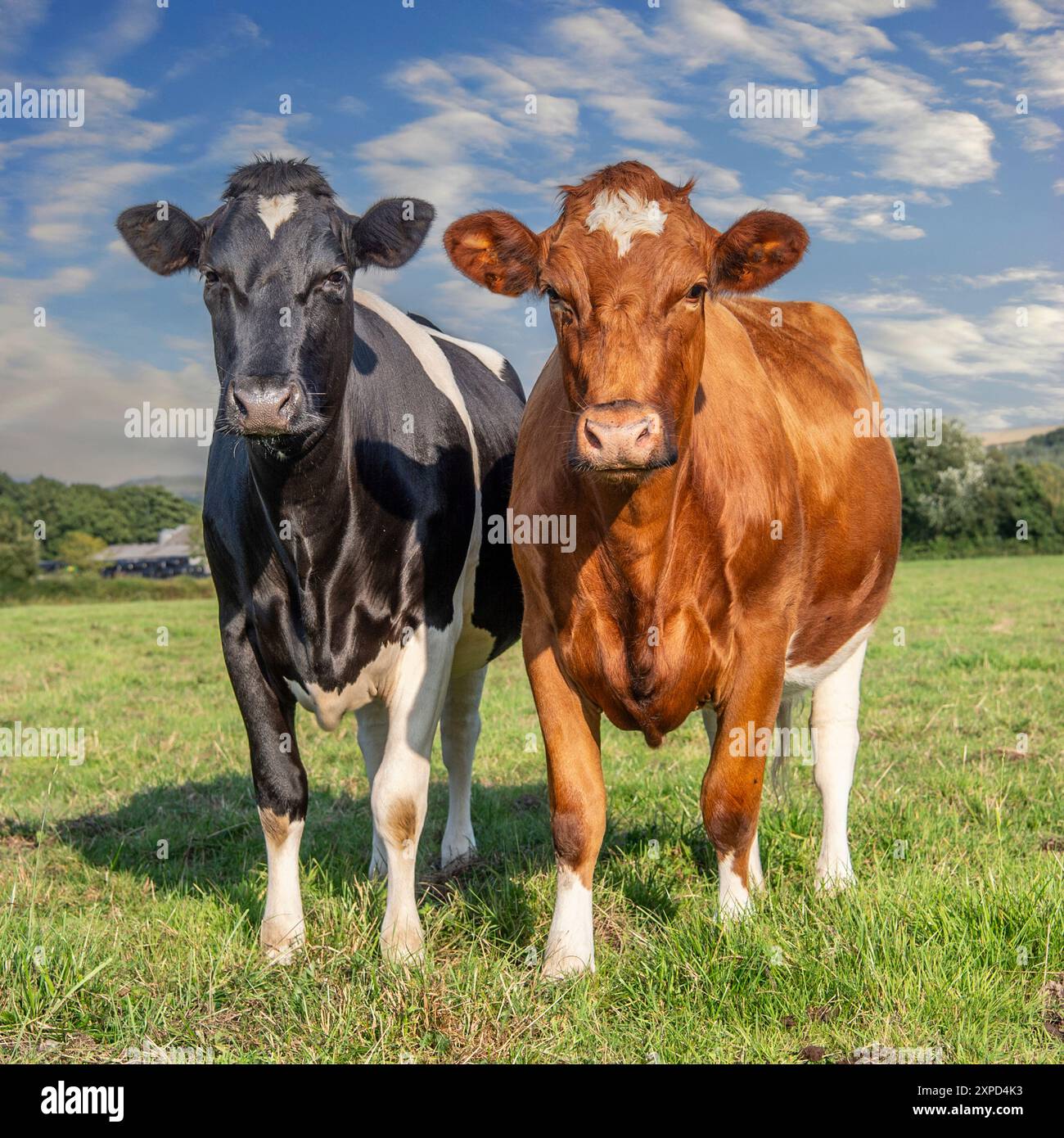 Healthy cows hi-res stock photography and images - Alamy