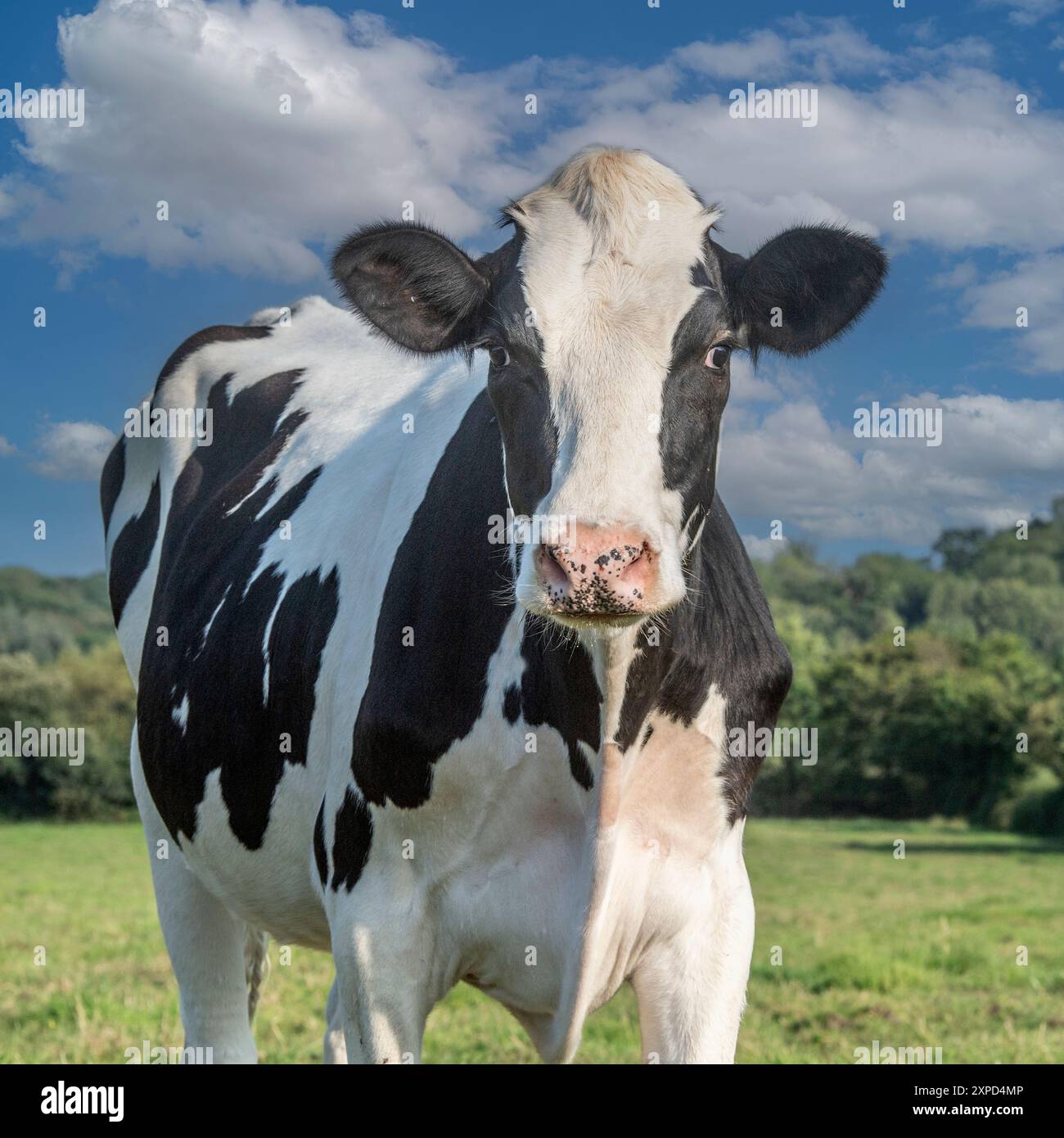 Natural cow hi-res stock photography and images - Alamy