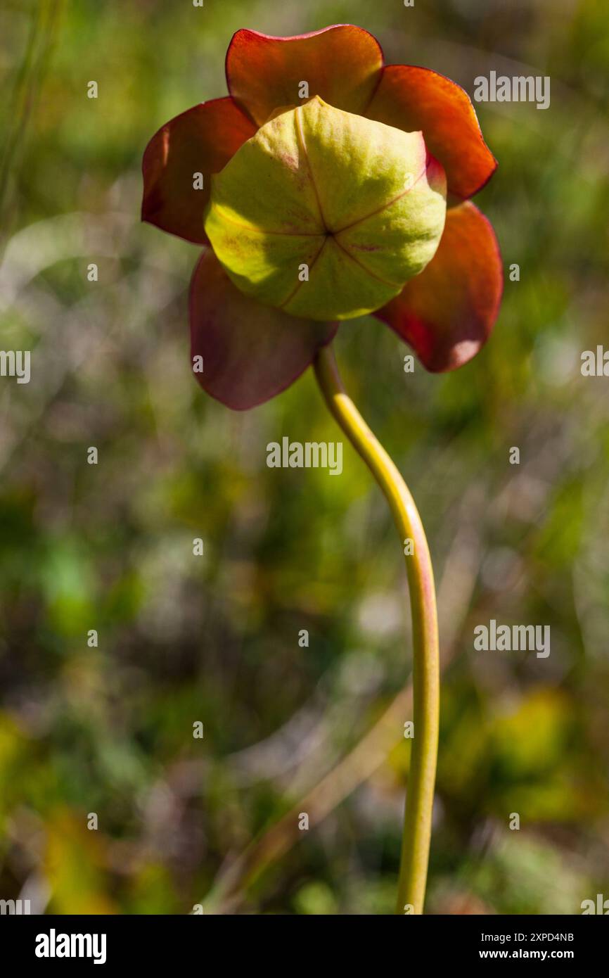 Pitcher plant (Sarracenia purpurea) carnivorous plant, Newfoundland ...