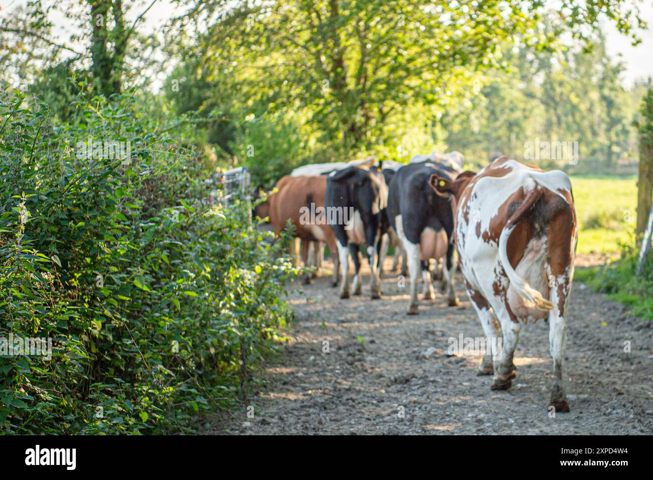 Walking cows hi-res stock photography and images - Alamy