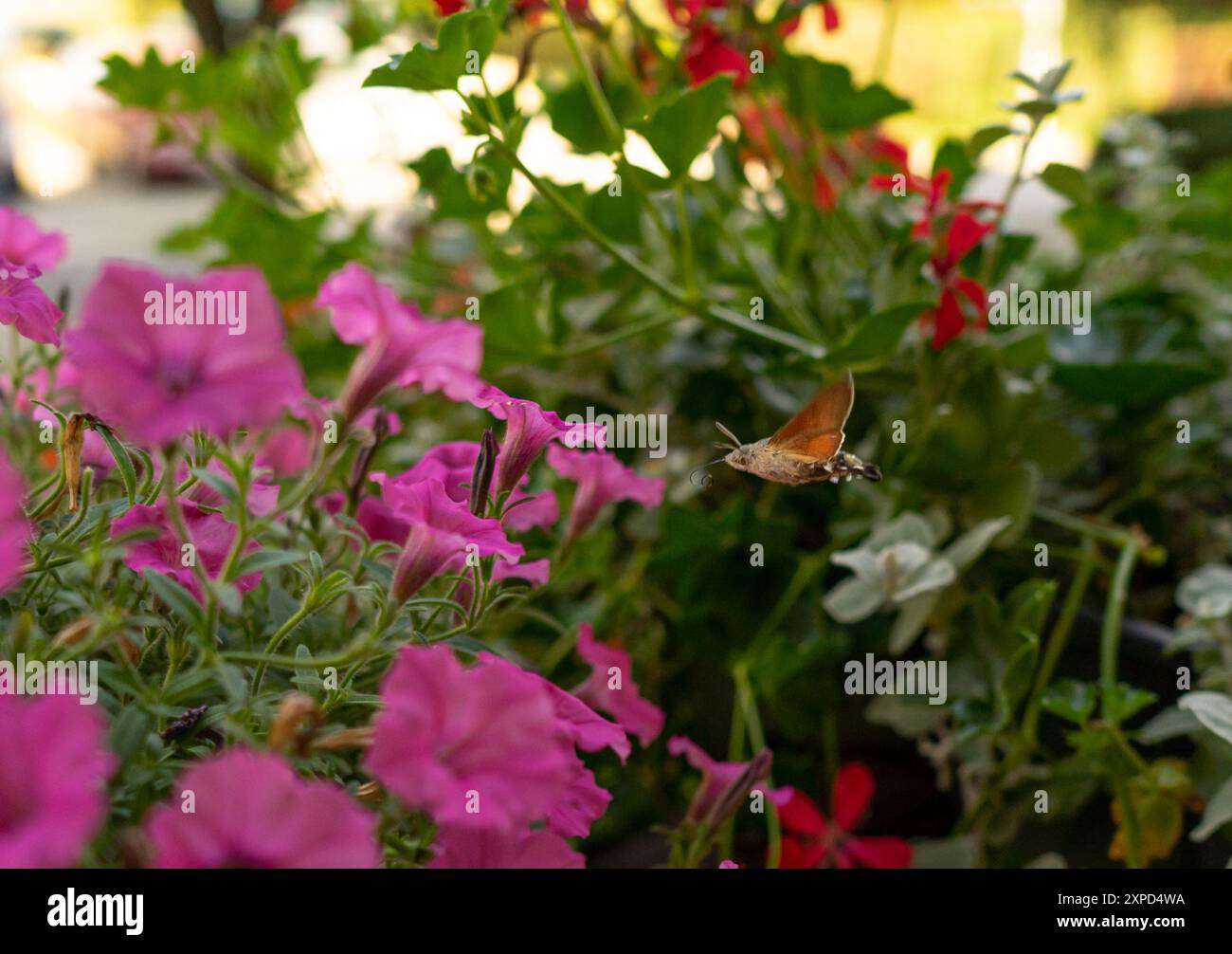 Polish hummingbird - A hummingbird drinking nectar from balcony flowers ...