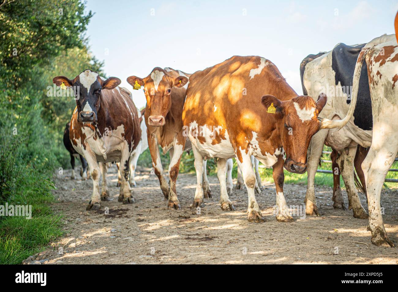 herd of dairy cows walking back home for milking Stock Photo - Alamy
