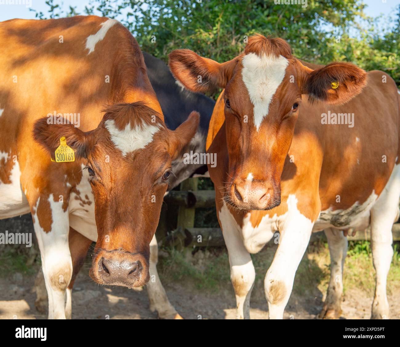 Healthy looking cows hi-res stock photography and images - Alamy