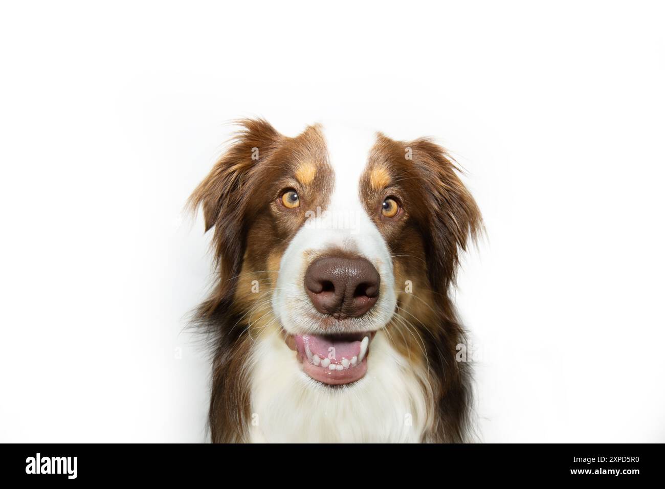 Funny portrait Australian Shepherd dog making a face. Isolated on white ...