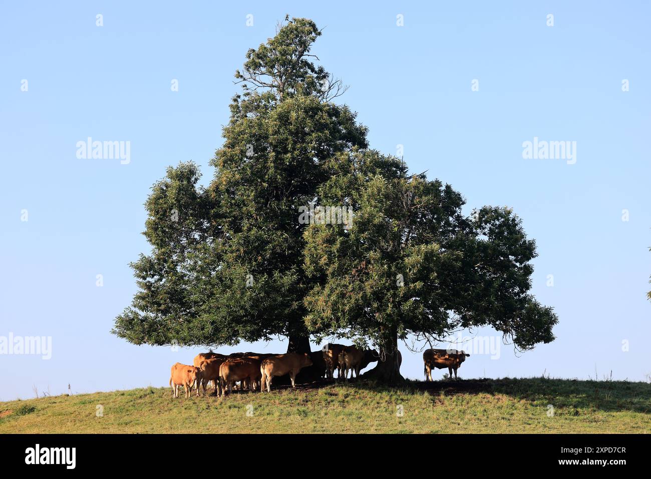 Limousin cows in the Limousin countryside. Cattle farming and red meat ...