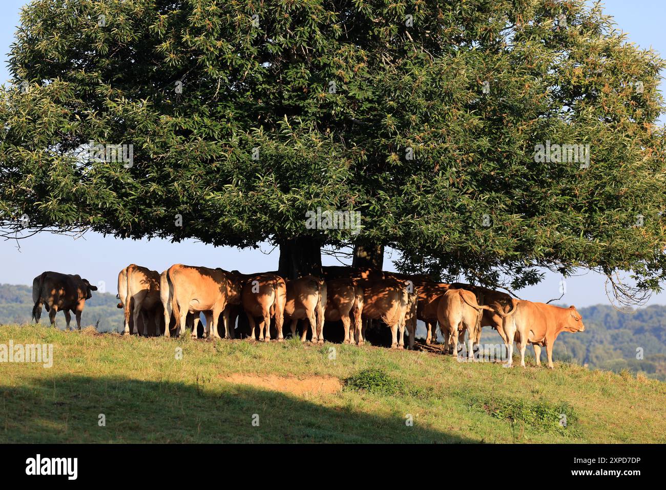 Limousin cows in the Limousin countryside. Cattle farming and red meat ...