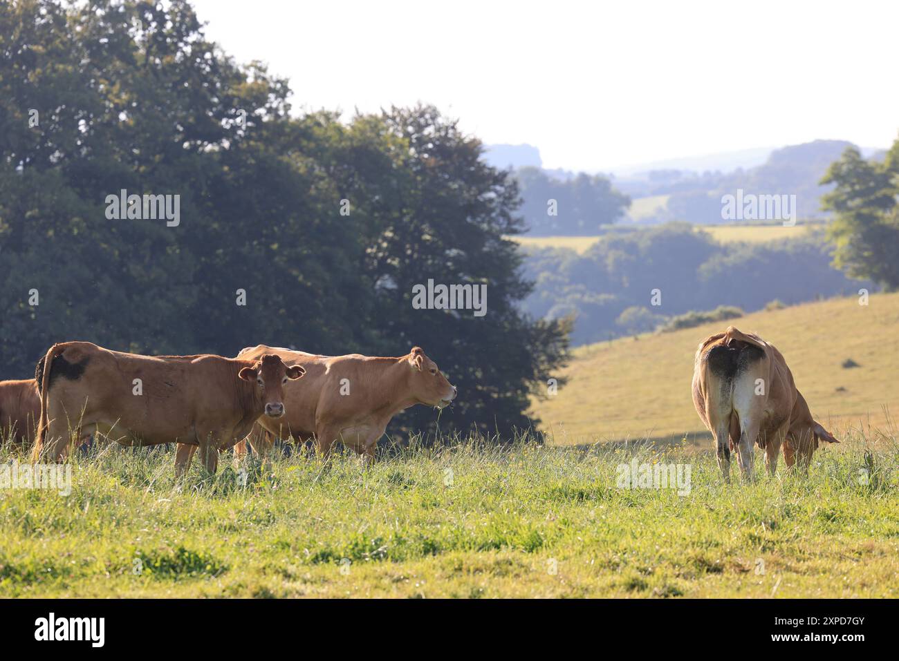 Limousin cows in the Limousin countryside. Cattle farming and red meat ...