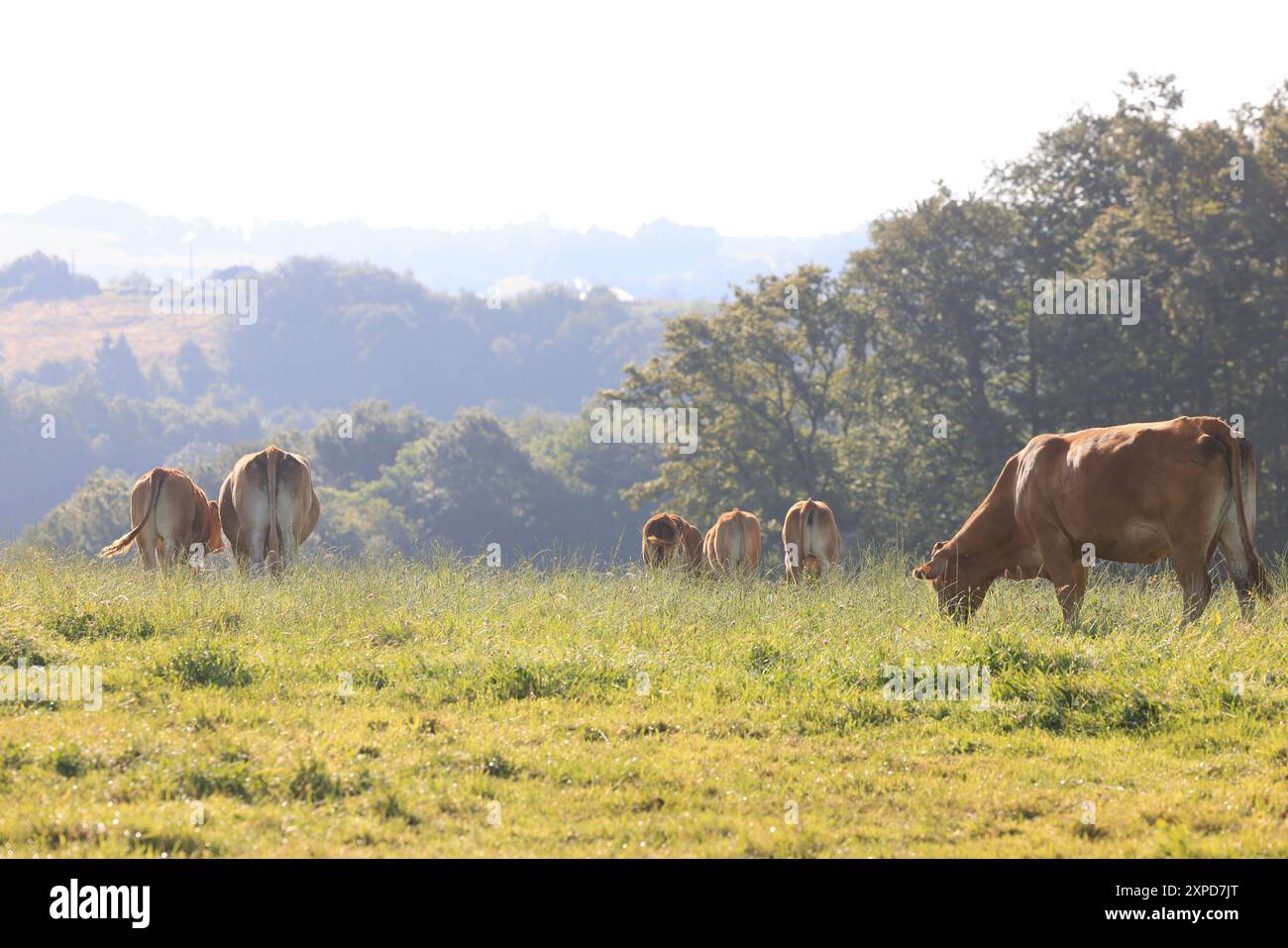 Limousin cows in the Limousin countryside. Cattle farming and red meat ...