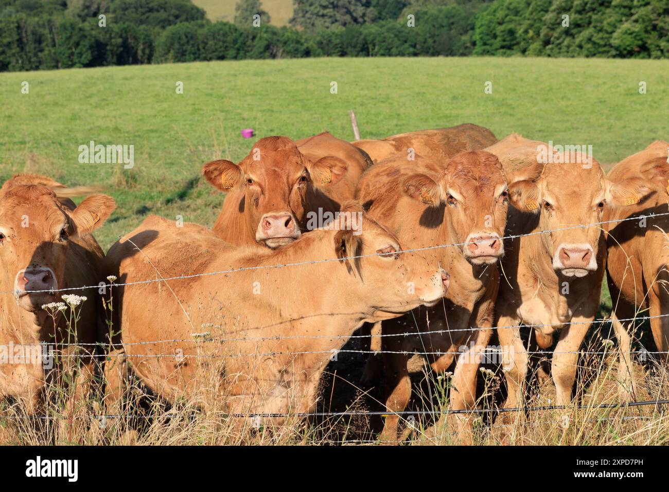 Limousin cows in the Limousin countryside. Cattle farming and red meat ...