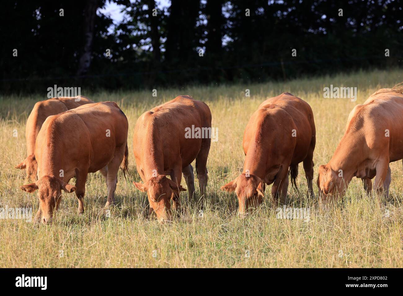 Limousin cows in the Limousin countryside. Cattle farming and red meat ...