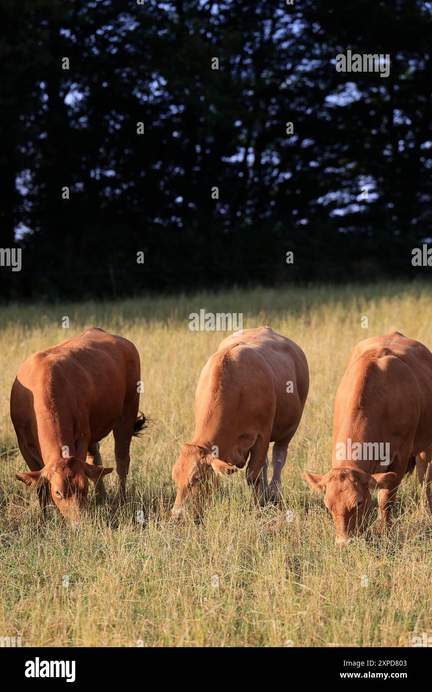 Limousin cows in the Limousin countryside. Cattle farming and red meat ...