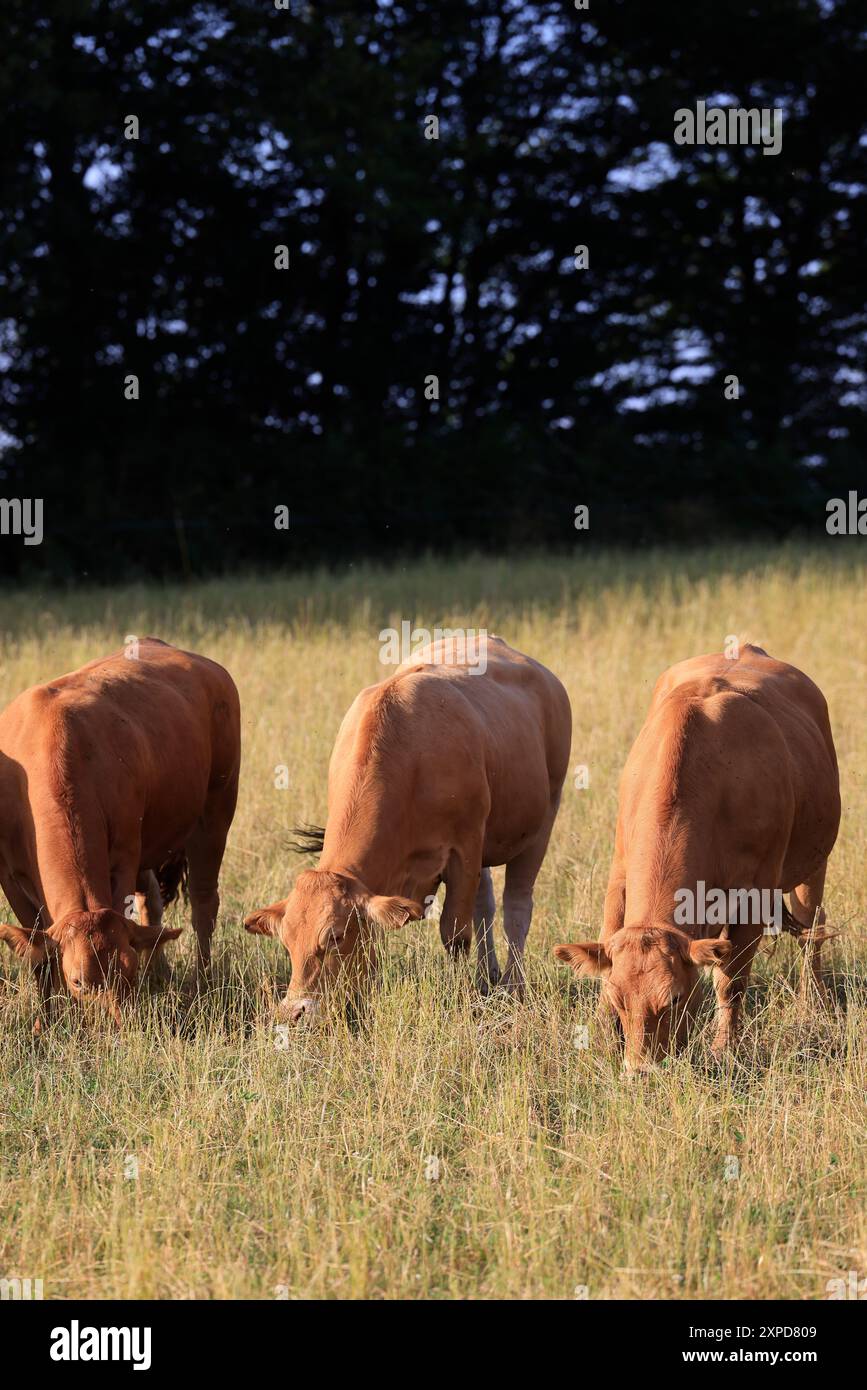 Limousin cows in the Limousin countryside. Cattle farming and red meat ...