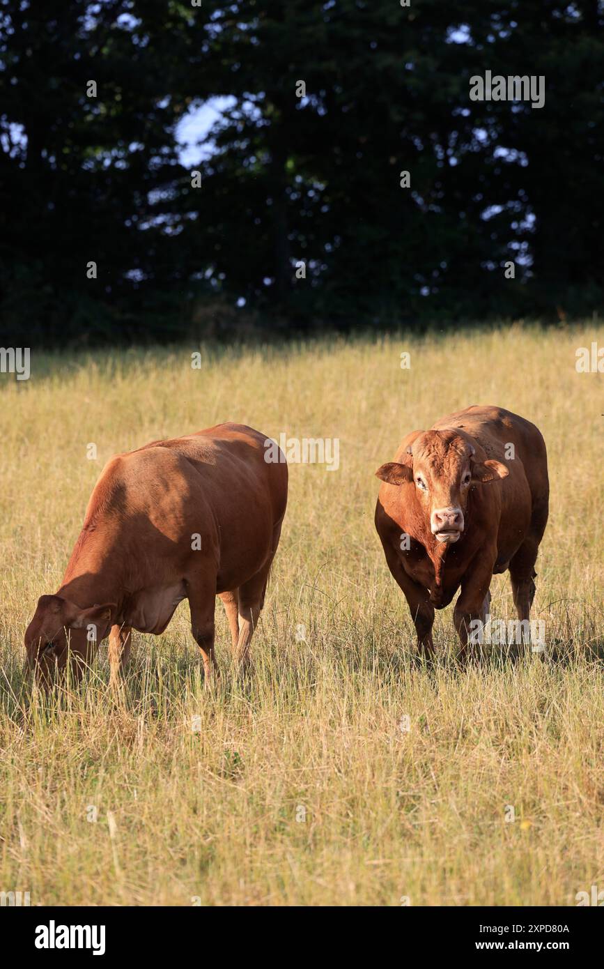 Limousin cows in the Limousin countryside. Cattle farming and red meat ...