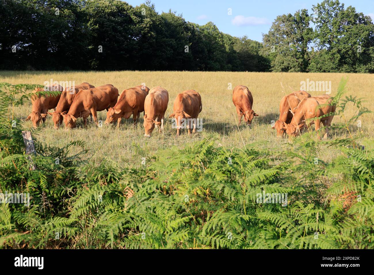 Limousin cows in the Limousin countryside. Cattle farming and red meat ...