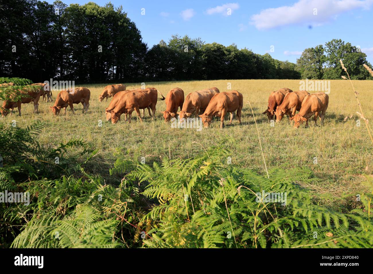 Limousin cows in the Limousin countryside. Cattle farming and red meat ...