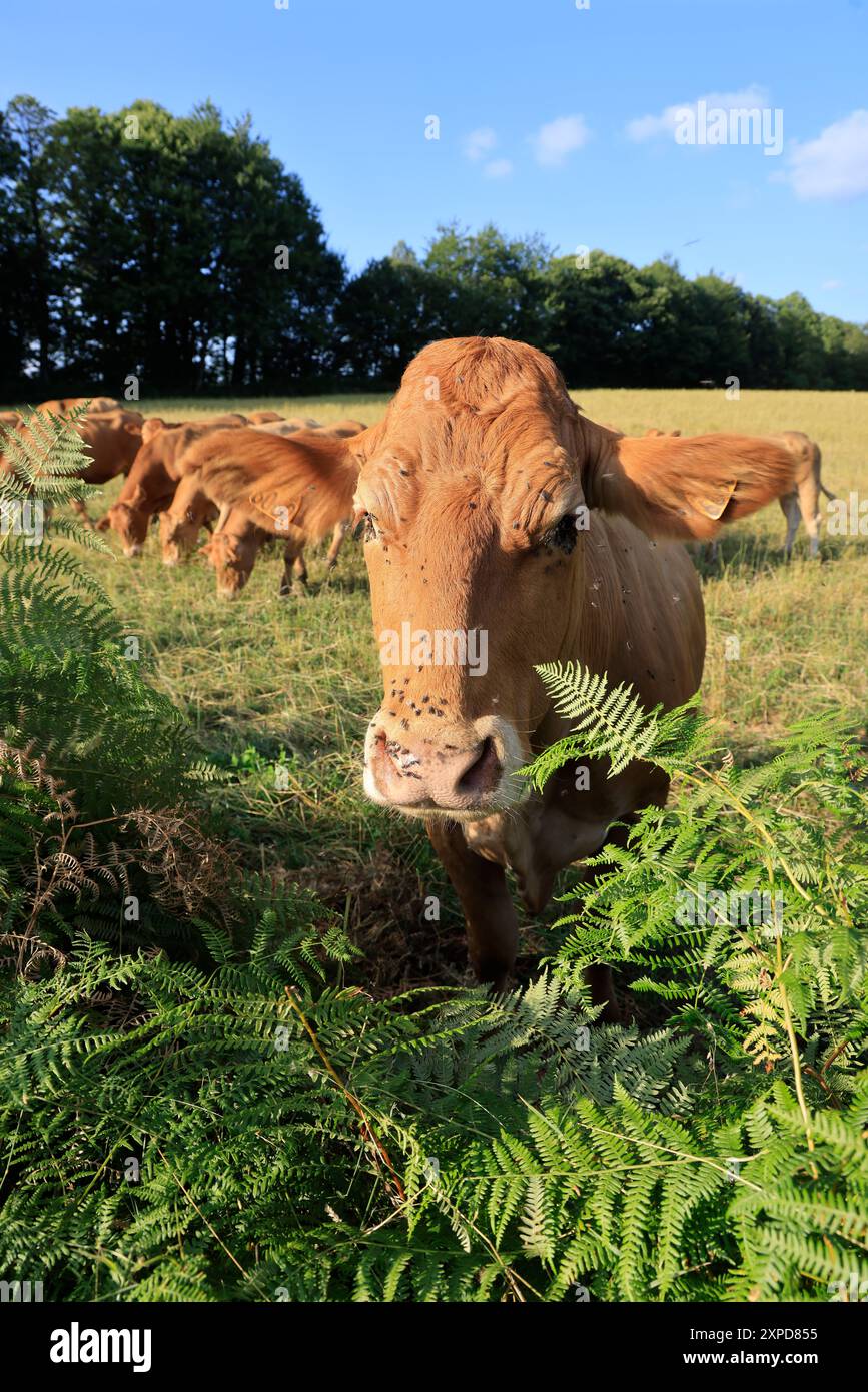 Limousin cows in the Limousin countryside. Cattle farming and red meat ...