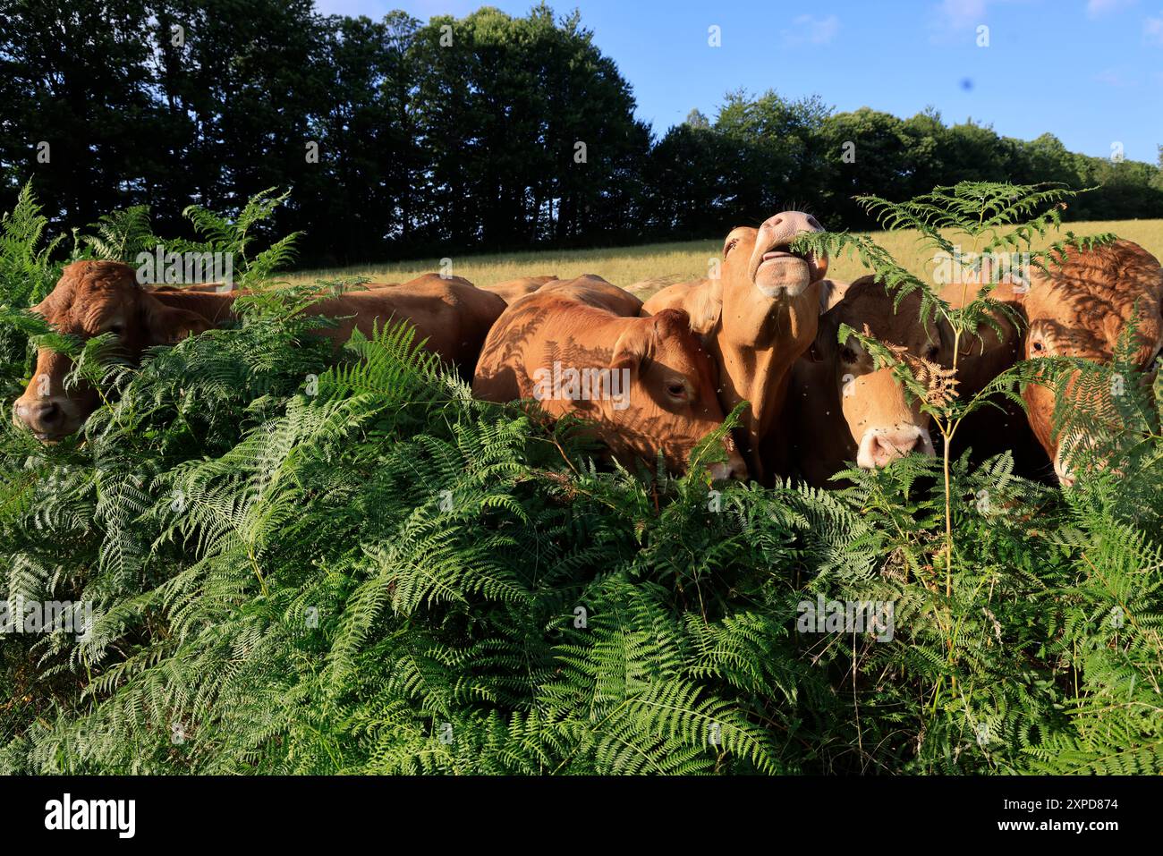 Limousin cows in the Limousin countryside. Cattle farming and red meat ...