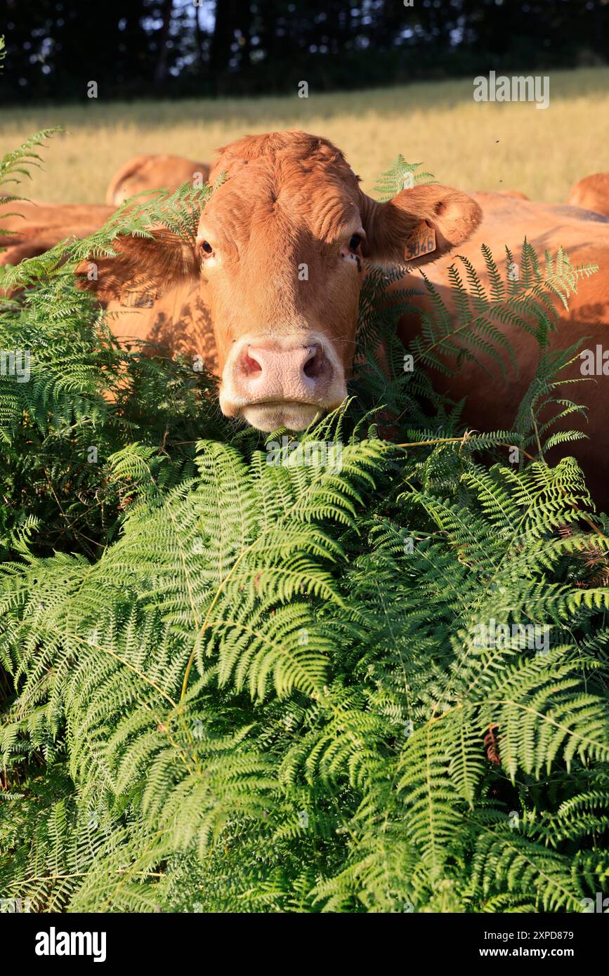 Limousin cows in the Limousin countryside. Cattle farming and red meat ...