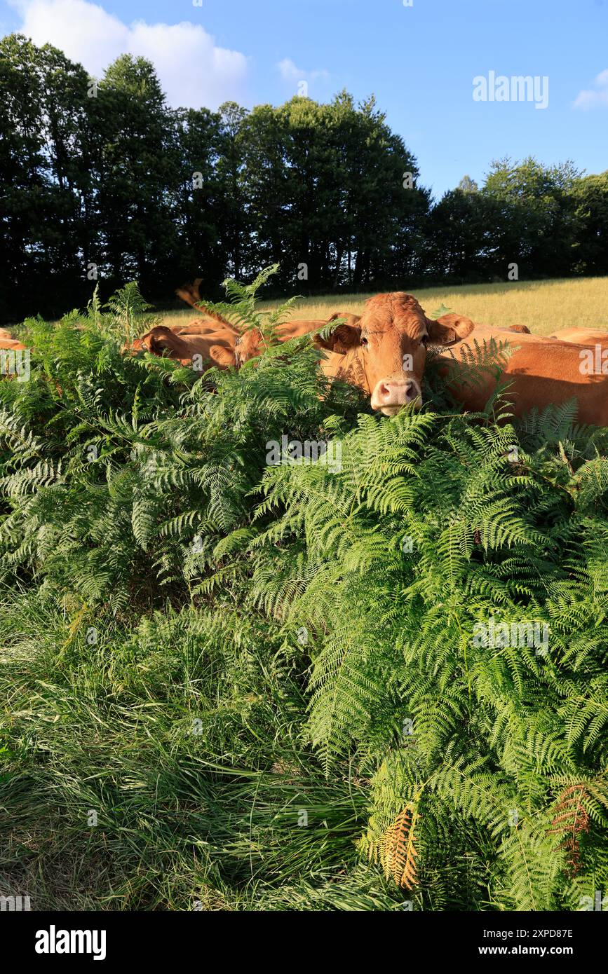 Limousin cows in the Limousin countryside. Cattle farming and red meat ...