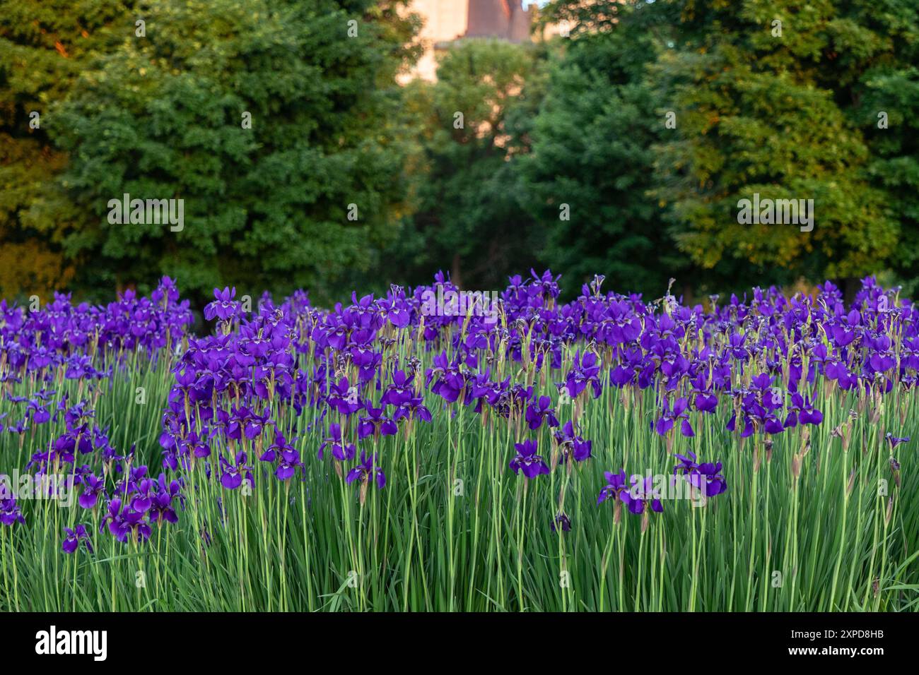 Park with blooming irises in spring Stock Photo - Alamy