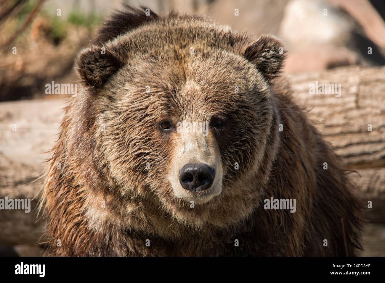 Male grizzly bear face close up hi-res stock photography and images - Alamy