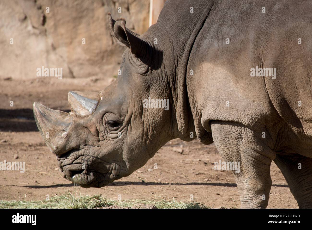 Southern african fauna hi-res stock photography and images - Alamy