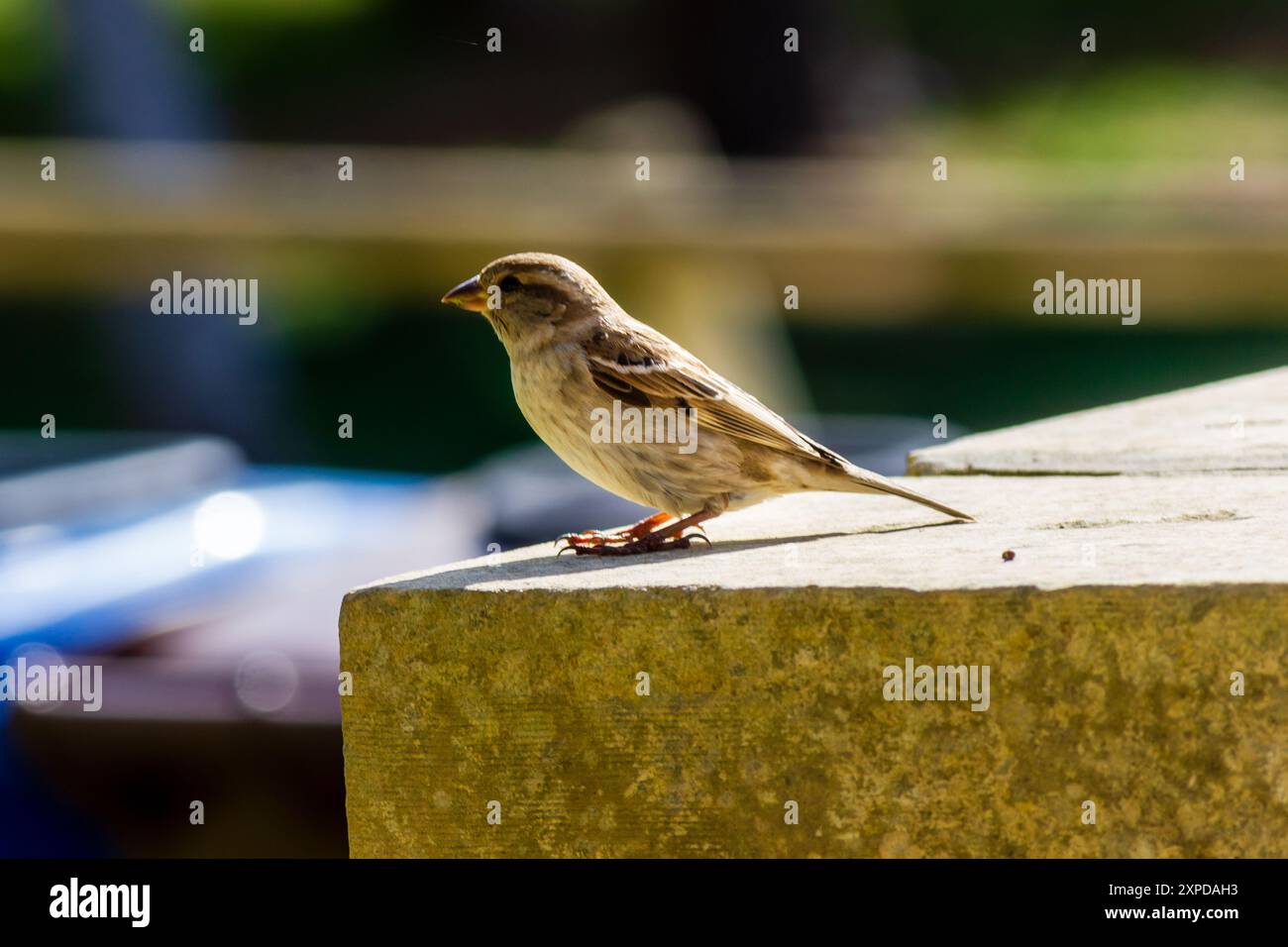 Small house bird watching hi-res stock photography and images - Alamy
