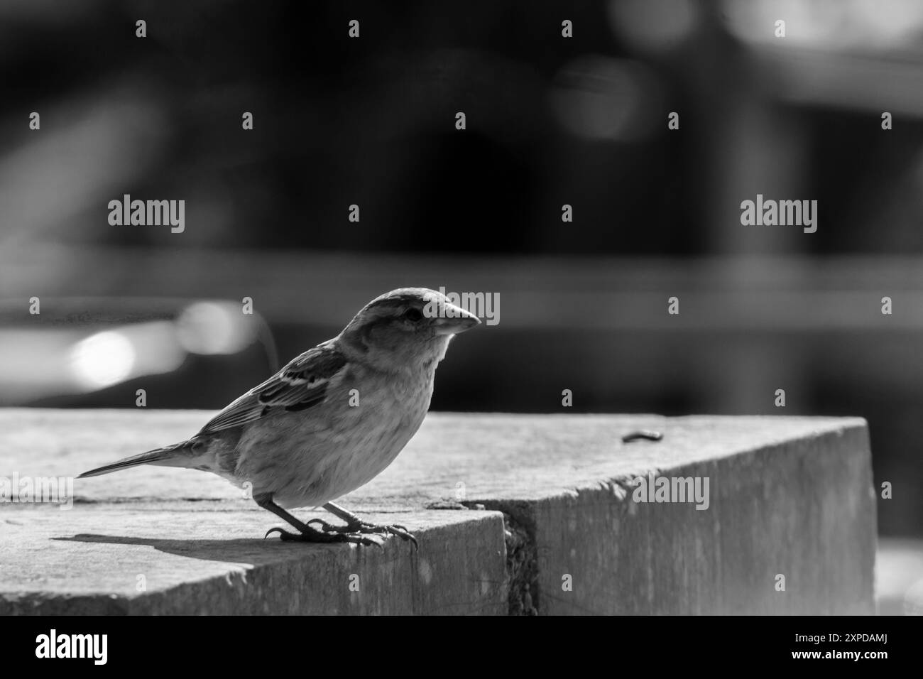 Sparrow beak Black and White Stock Photos & Images - Alamy