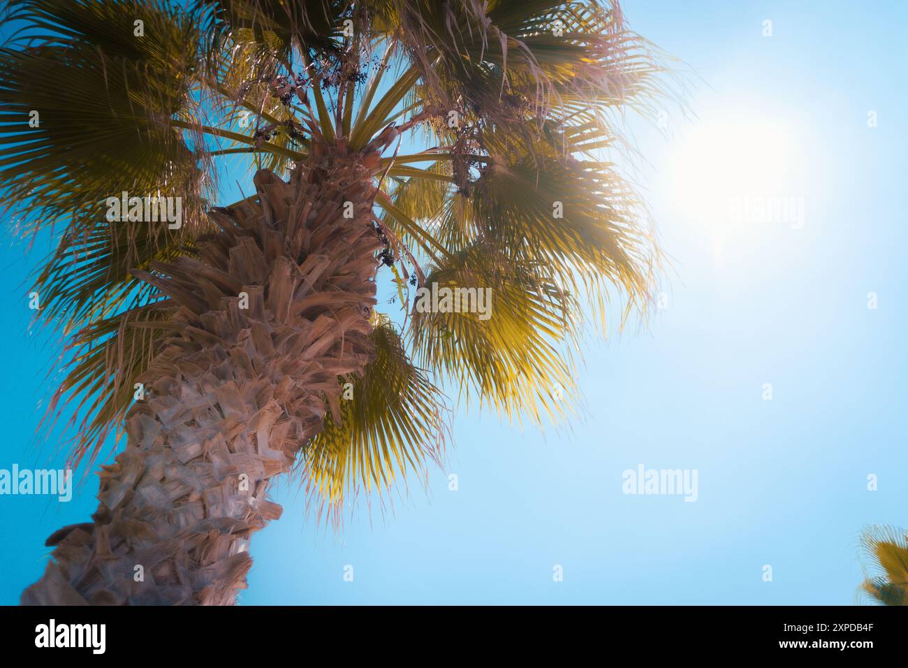A palm tree under the blue summer sky Stock Photo - Alamy