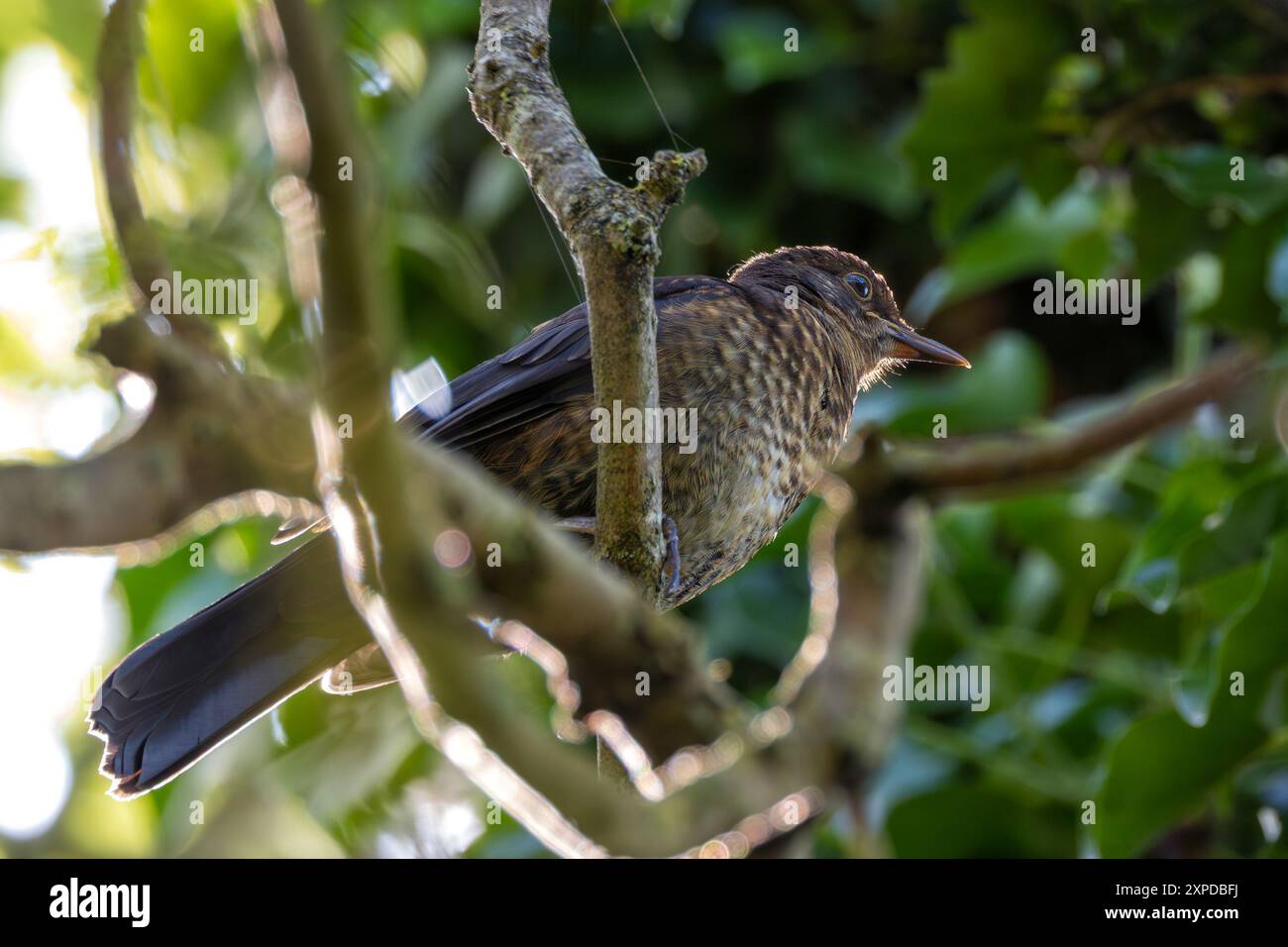 A juvenile Blackbird, distinguished by its mottled brown feathers ...