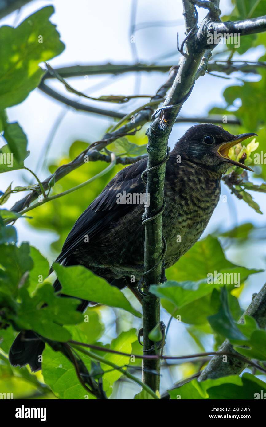 A juvenile Blackbird, distinguished by its mottled brown feathers ...