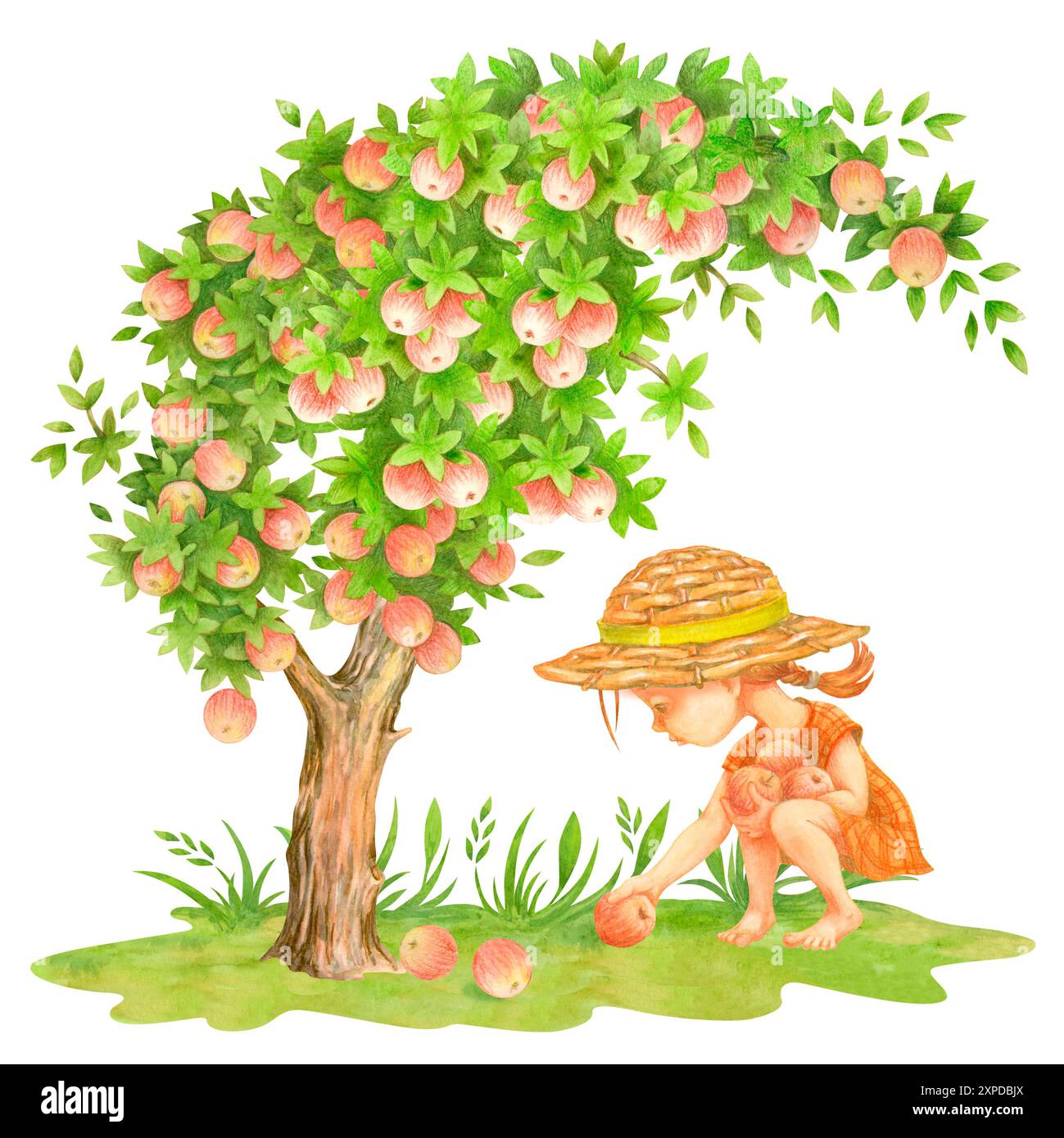 Little girl harvests fallen apples from the ground under apple tree ...