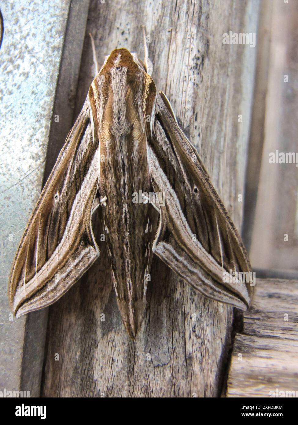Timber moth hi-res stock photography and images - Alamy