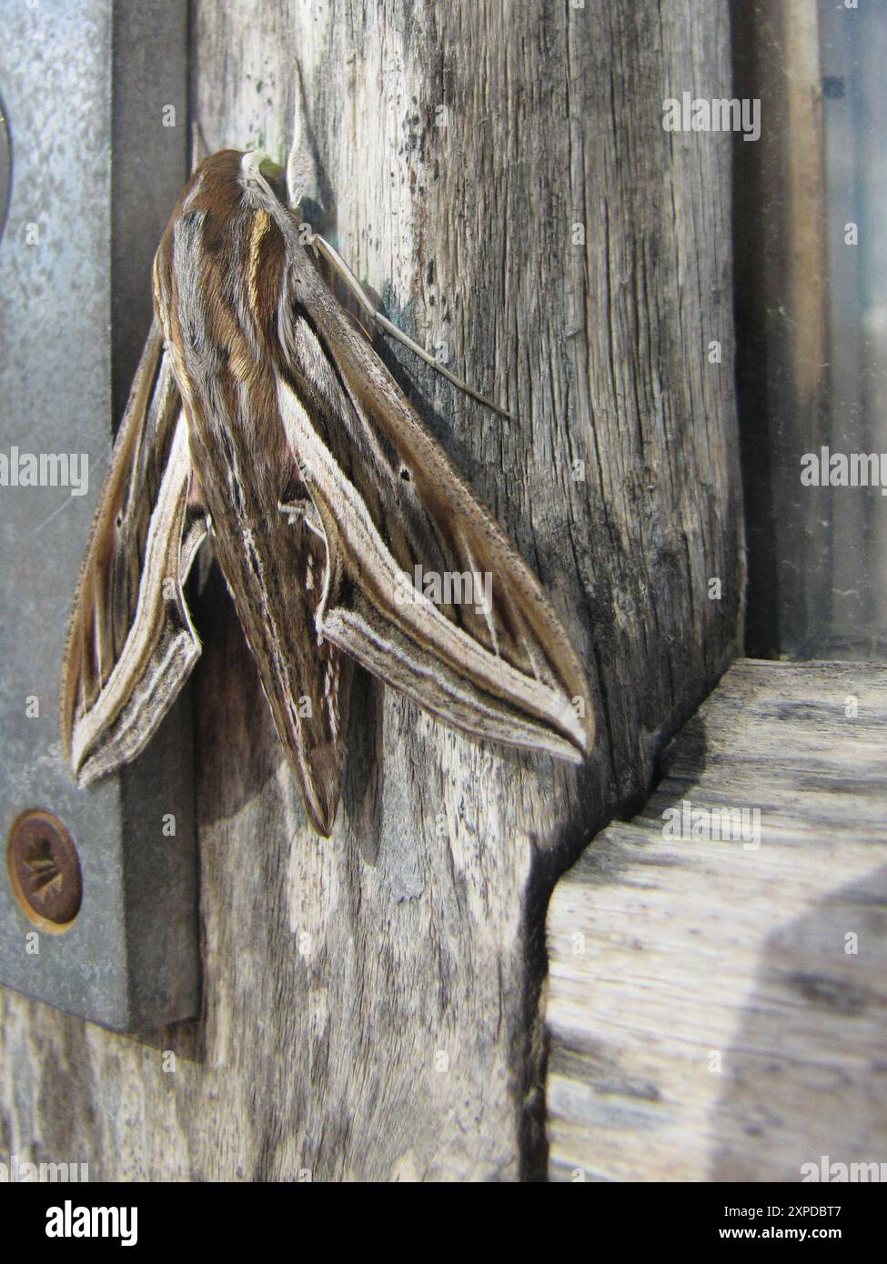 Timber moth hi-res stock photography and images - Alamy