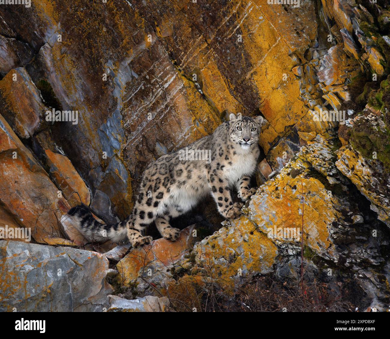 The snow leopard is a large cat from the mountain ranges of Central and ...