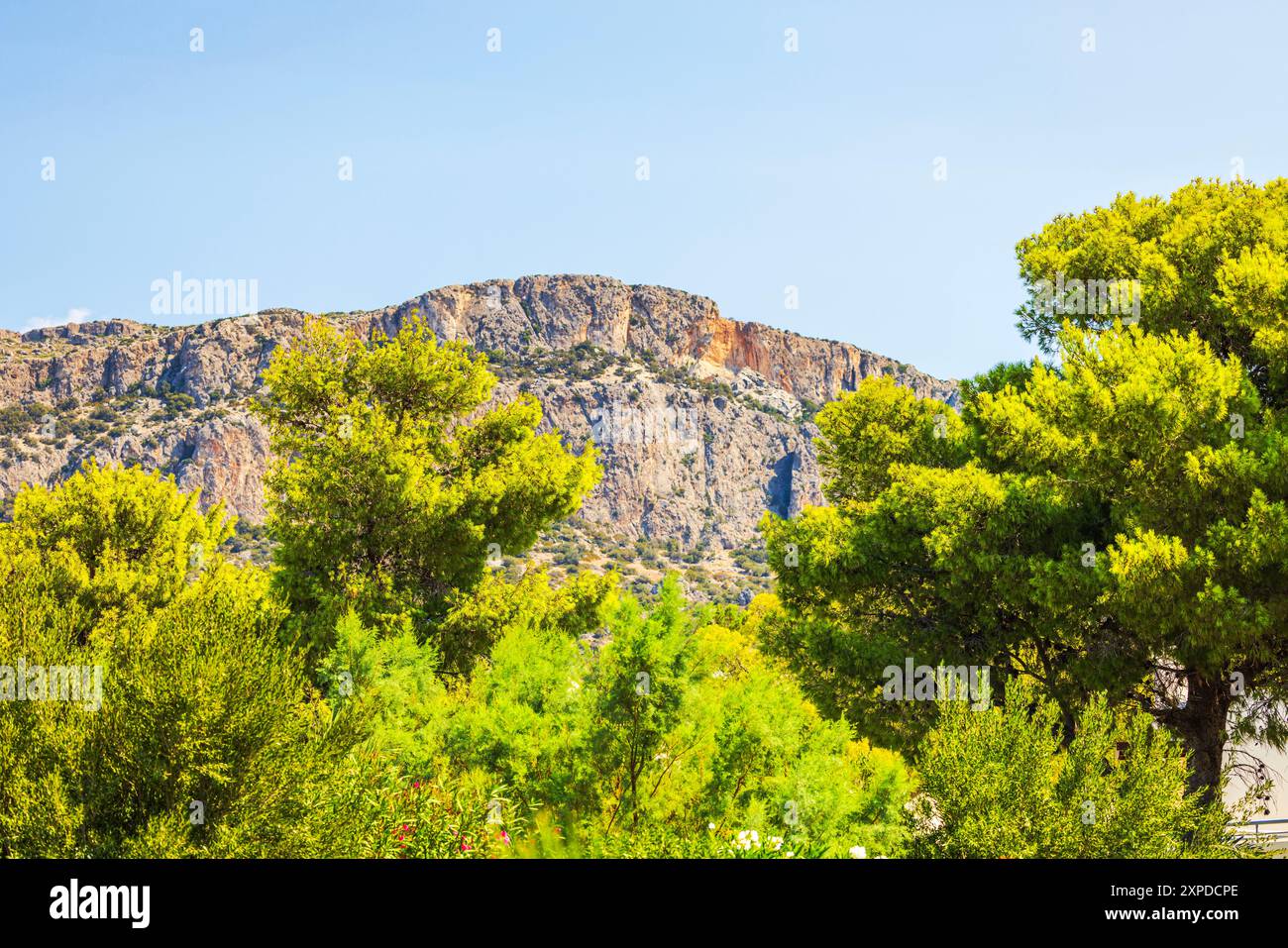 High elevation tropical plants hi-res stock photography and images - Alamy