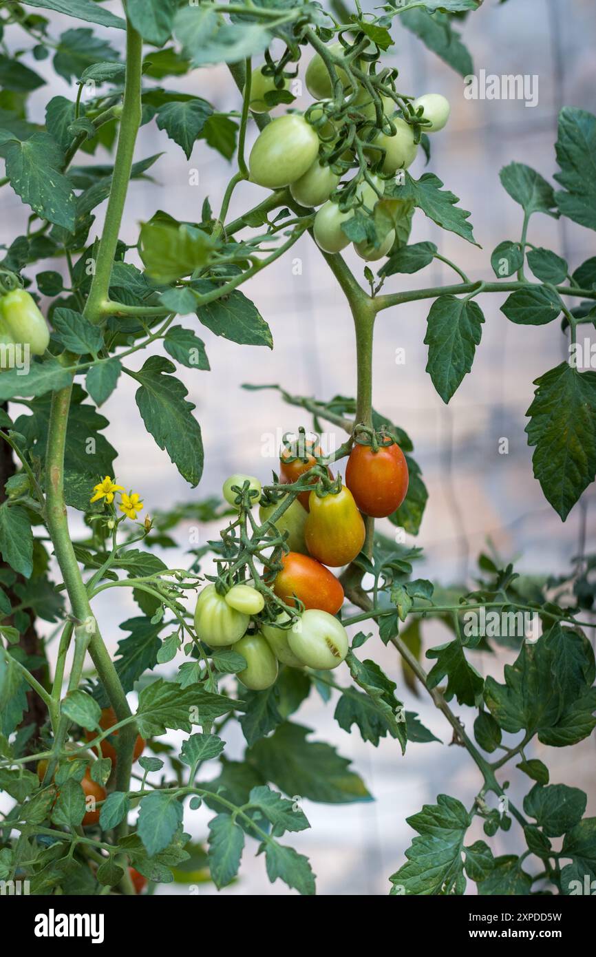 Part of a cherry tomato plant - leaves stems, fruits and blossoms Stock ...