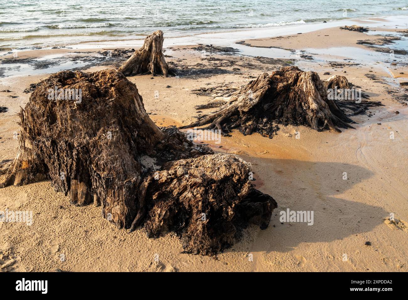 Ancient sunken tree trunks in Czolpino are the remains of the old oak ...