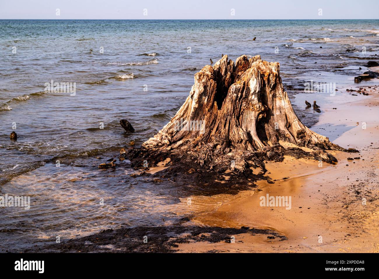 Ancient sunken tree trunks in Czolpino are the remains of the old oak ...