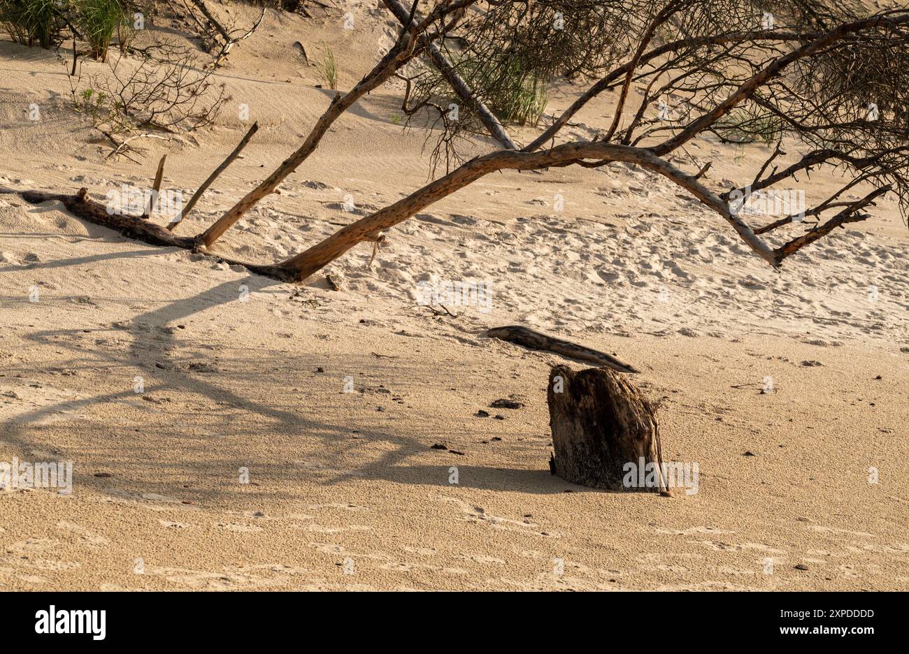 Ancient sunken tree trunks in Czolpino are the remains of the old oak ...