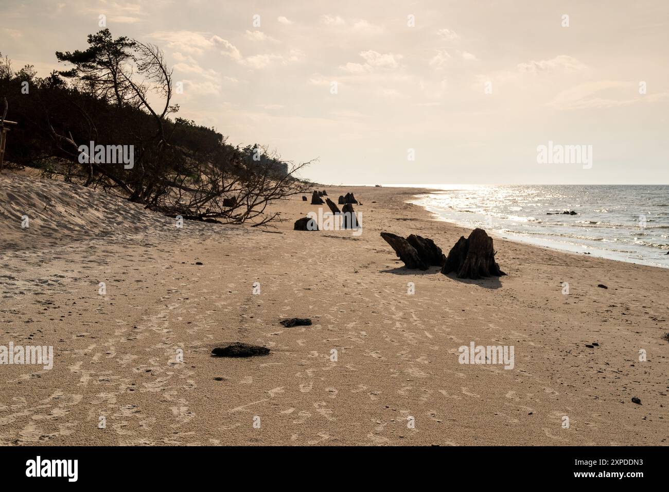 Ancient sunken tree trunks in Czolpino are the remains of the old oak ...
