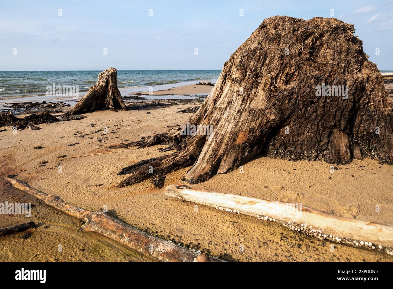 Ancient sunken tree trunks in Czolpino are the remains of the old oak ...