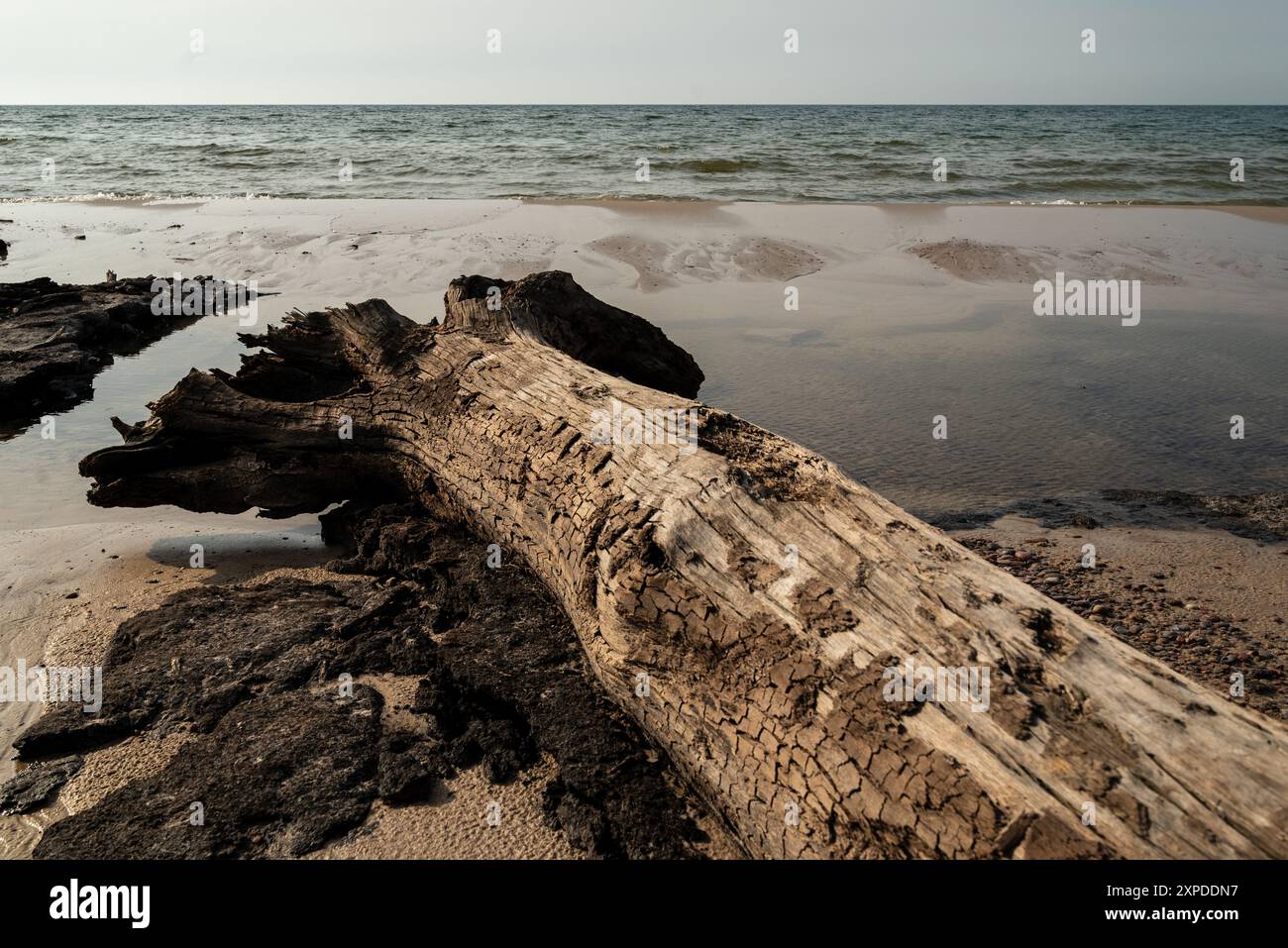 Ancient sunken tree trunks in Czolpino are the remains of the old oak ...