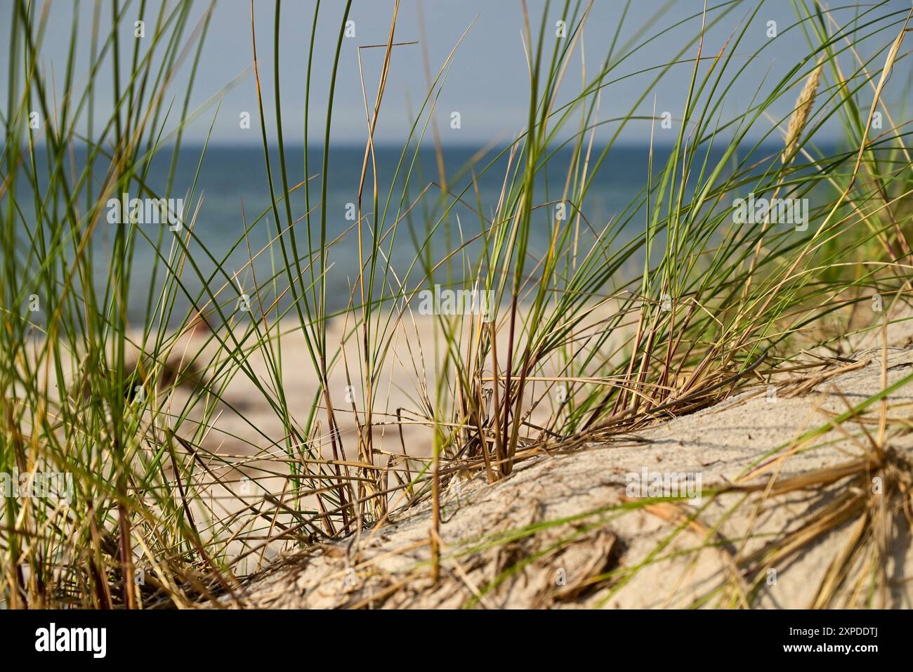 Sea grass ecosystem hi-res stock photography and images - Alamy