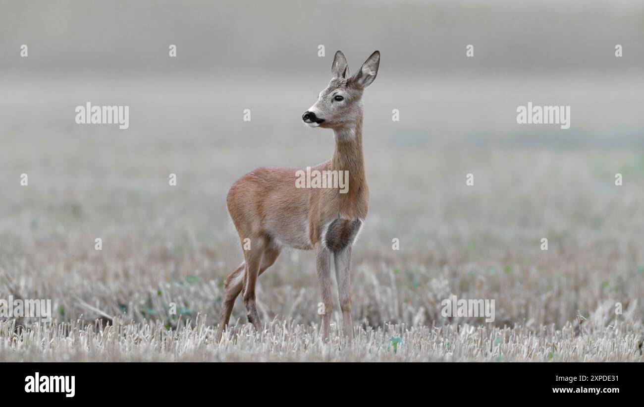 Young buck Roe deer Capreolus capreolus standing on mown field ...