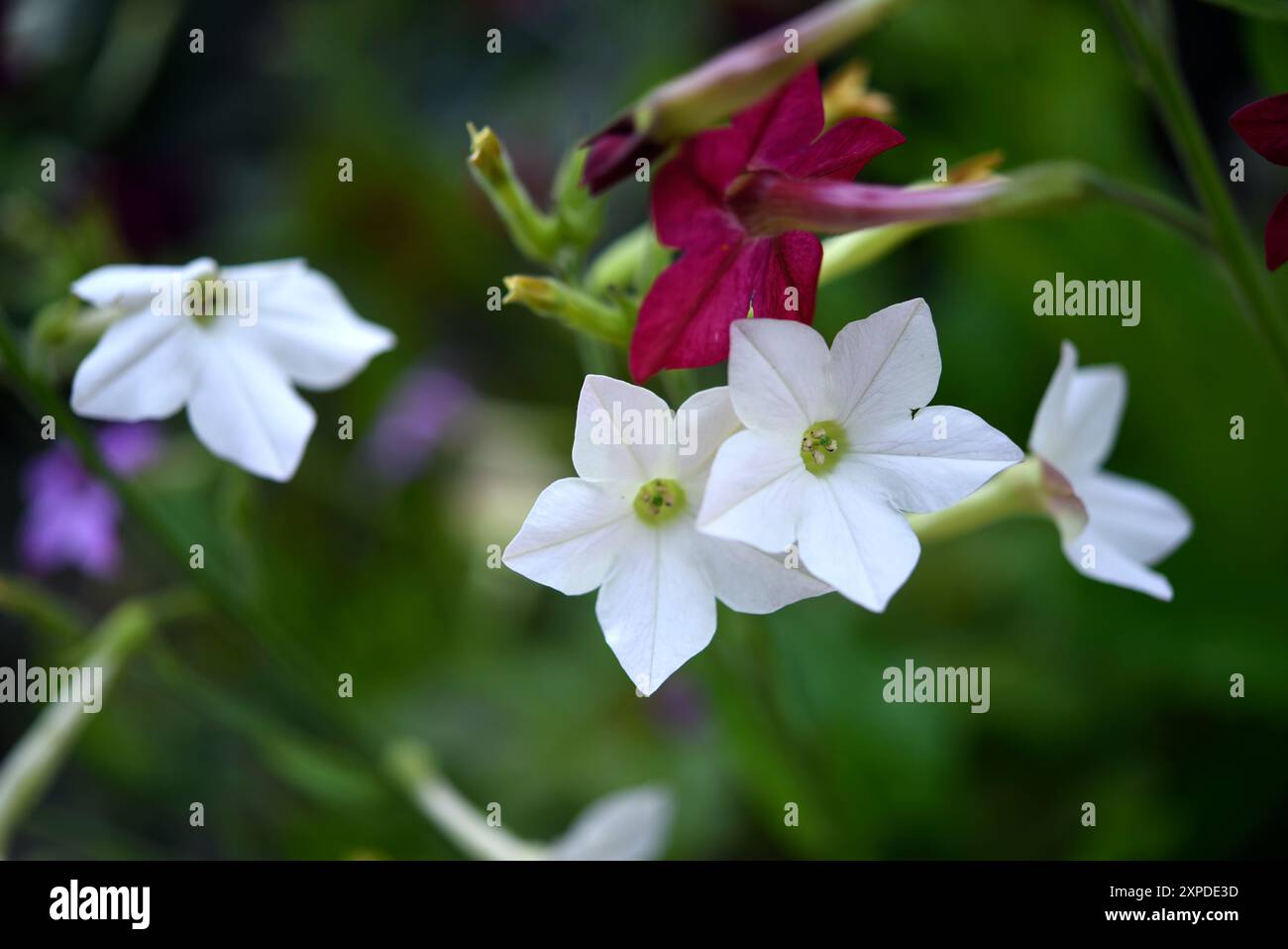 Colorful flowers of fragrant tobacco in the summer garden. Nicotiana ...