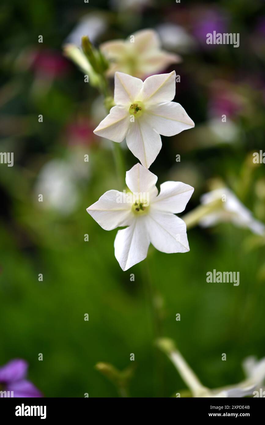 Colorful flowers of fragrant tobacco in the summer garden. Nicotiana ...